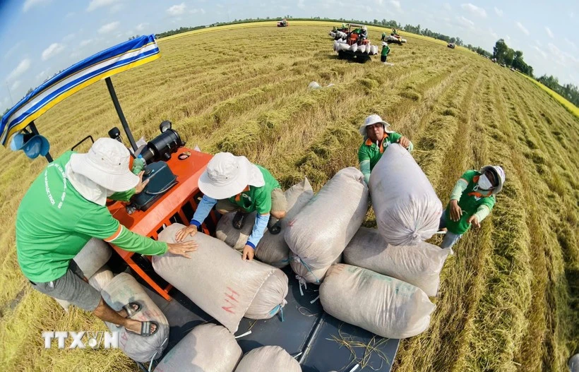 One-million-hectare high-quality rice project advances green ...