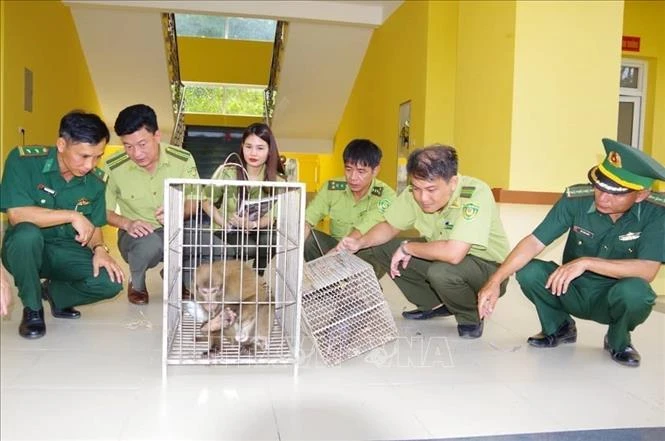 Reviving rare animals at Vu Quang National Park | Vietnam+ (VietnamPlus)