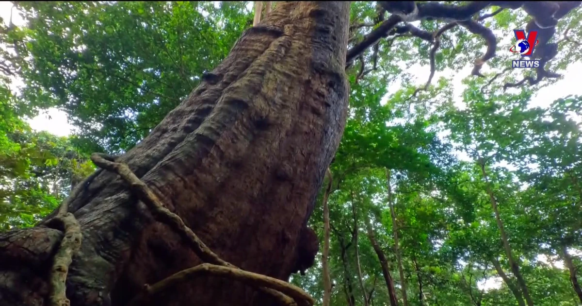 Con Dao national park recognized for heritage trees | Vietnam+ ...