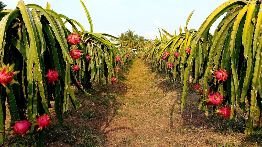 Vietnam’s fruit, vegetable exports likely to set new record
