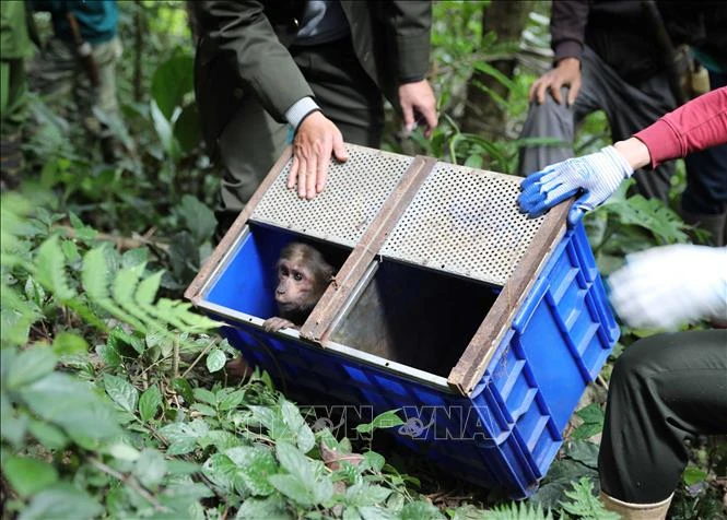 Eleven rare monkeys released back into wild | Vietnam+ (VietnamPlus)