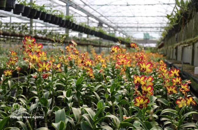 Bao Loc taps into high-tech future for wild orchid industry