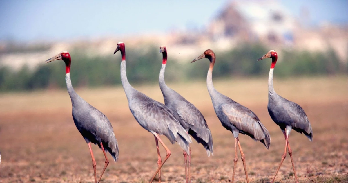 Dong Thap advances sarus crane conservation at Tram Chim National Park