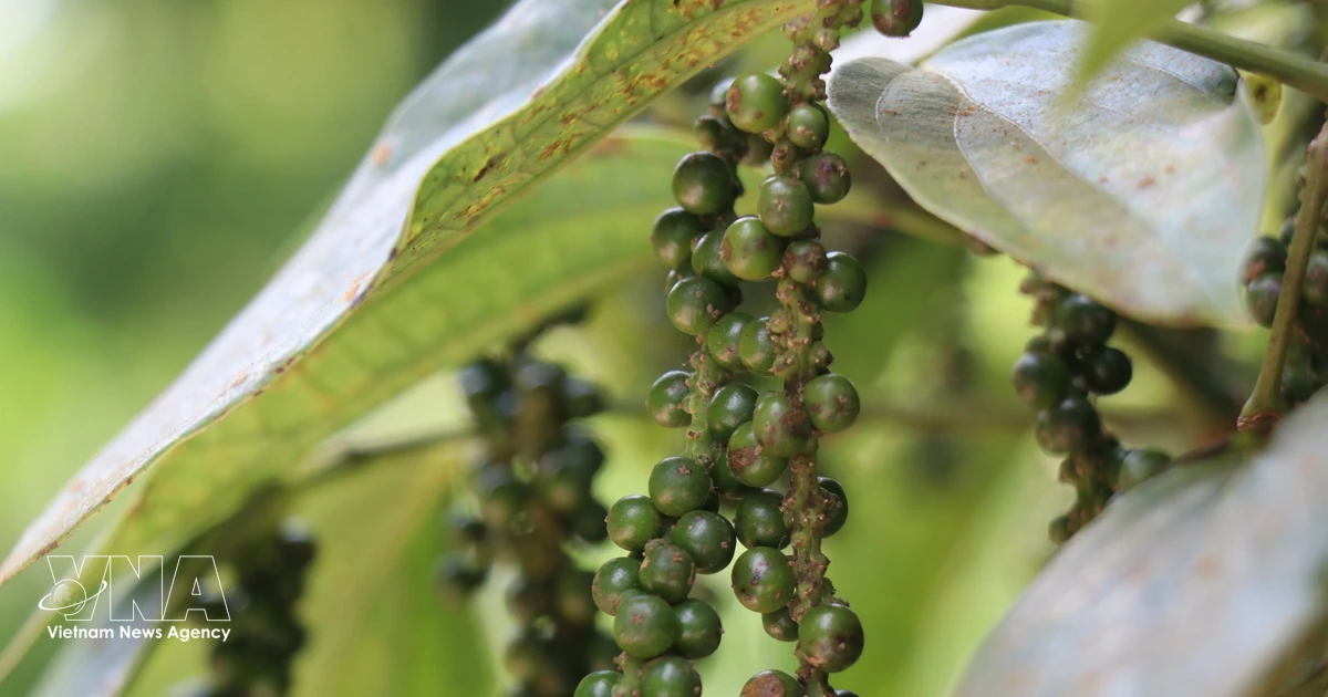 Vietnam’s pepper exports rebound strongly despite supply and shipping ...