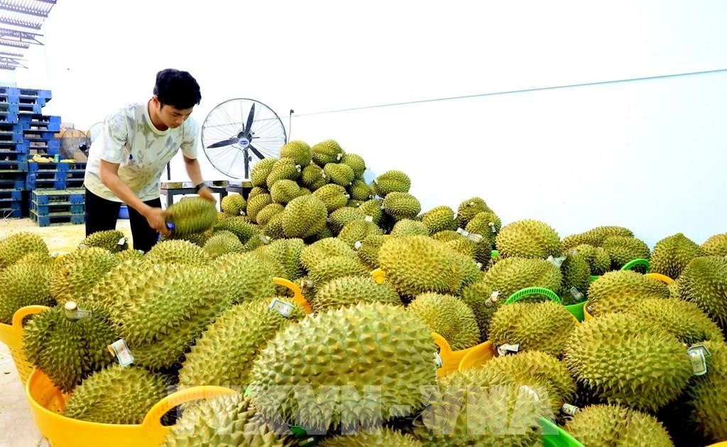 February's agro-forestry-fisheries exports up 37.2% annually | Vietnam+ (VietnamPlus)