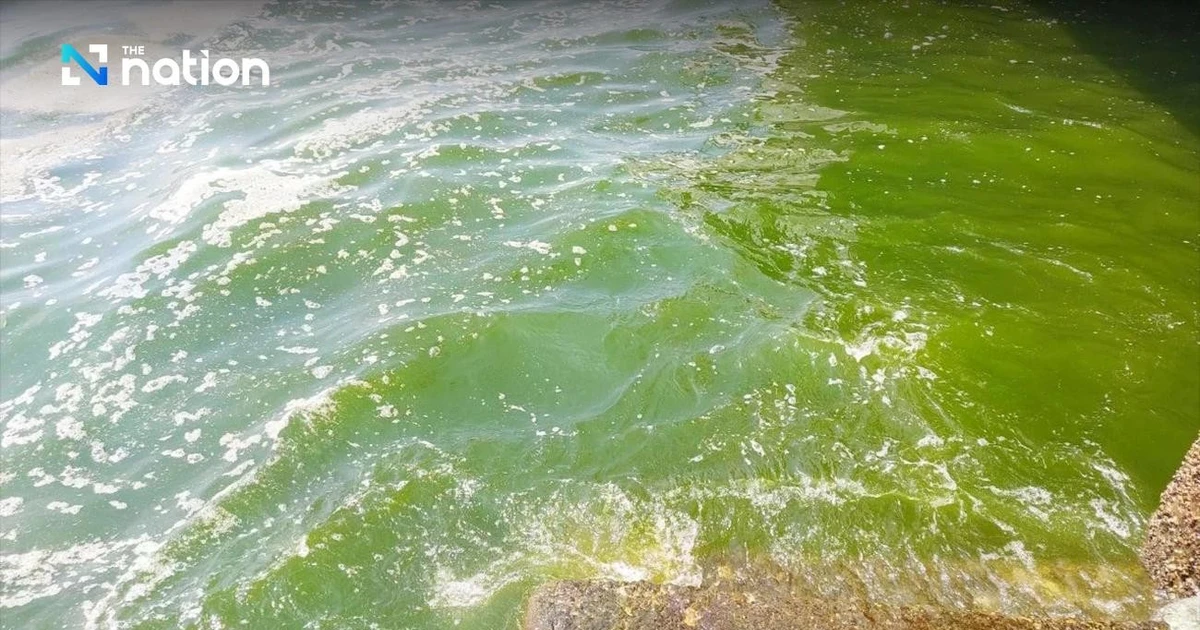 Red tide's negative impacts warned in Gulf of Thailand