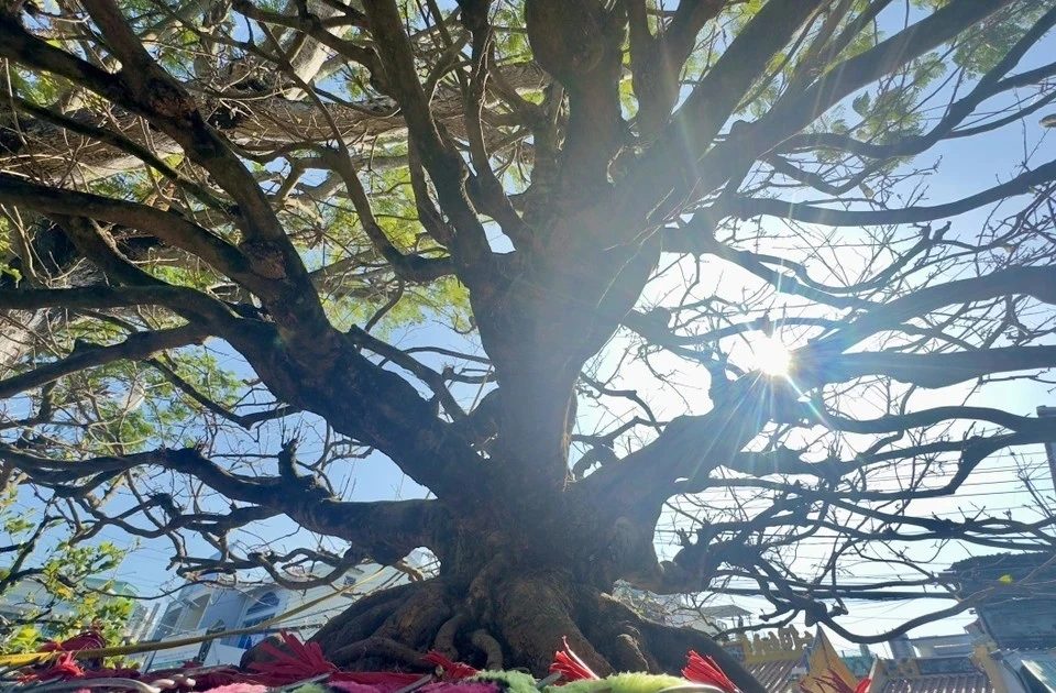 Spectacular, pricey yellow apricot trees at Long Xuyen flower market ...