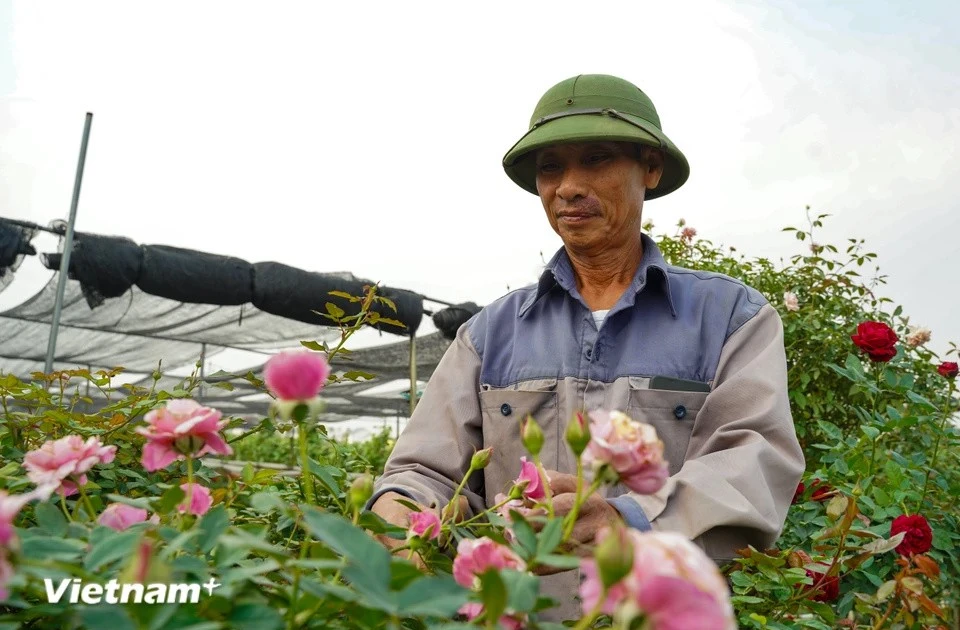 Farmers in Me Linh flower village busy preparing for Lunar New Year ...