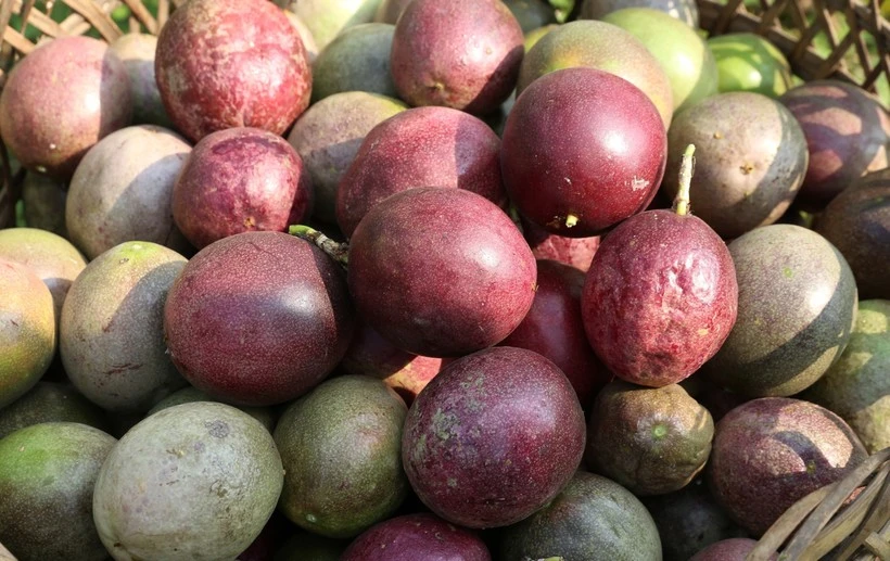 Vietnamese passion fruit meets stringent Australia export standards ...