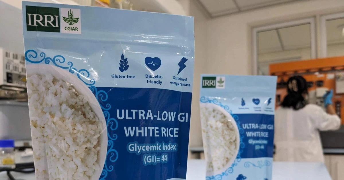 New anti-diabetes rice variety unveiled | Vietnam+ (VietnamPlus)