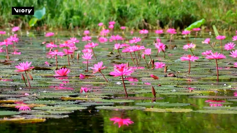 Tam Coc captivates visitors with water lilies in full bloom | Vietnam+ ...