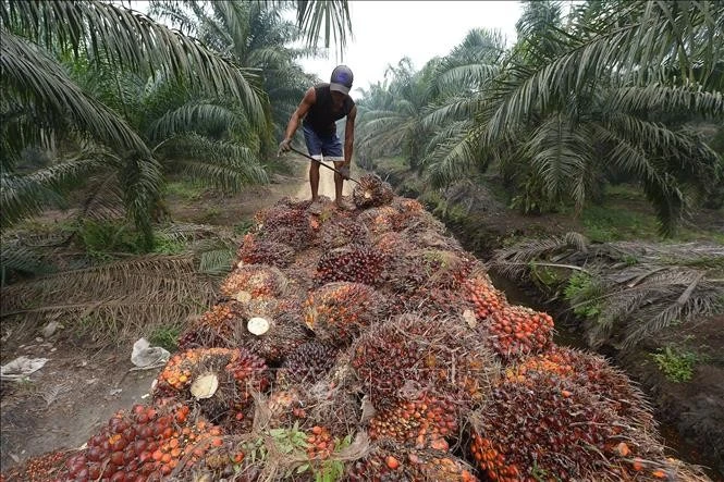 Indonesia tightens controls on coal, palm oil exports