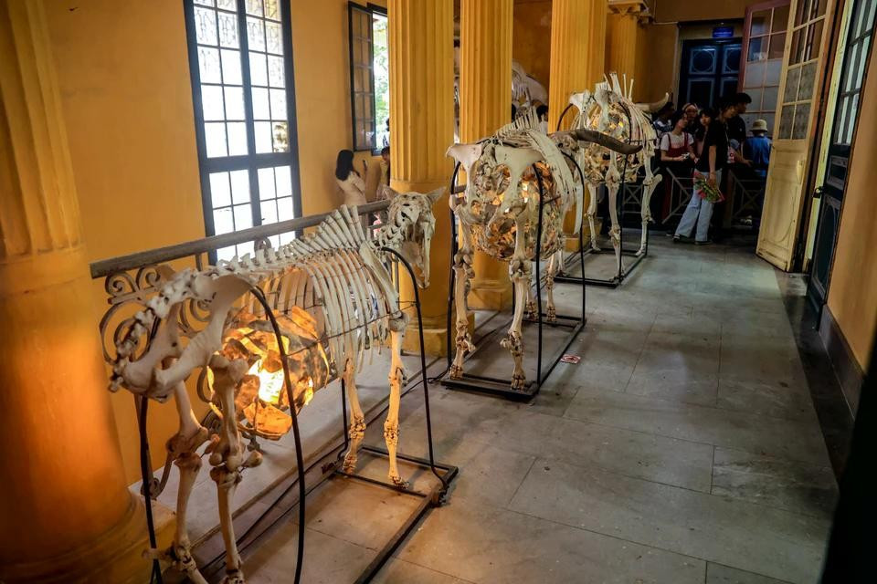Insight into first biology museum in Indochina | Vietnam+ (VietnamPlus)