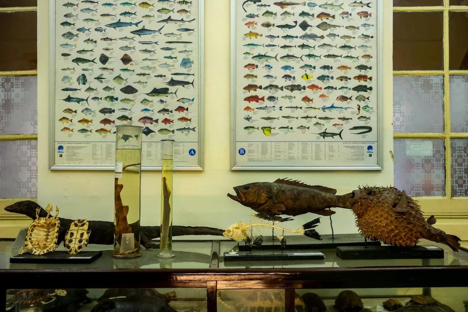 Insight into first biology museum in Indochina | Vietnam+ (VietnamPlus)