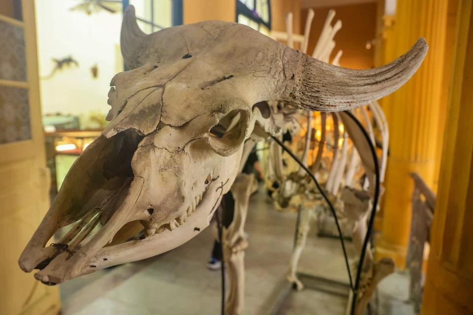 Insight into first biology museum in Indochina | Vietnam+ (VietnamPlus)